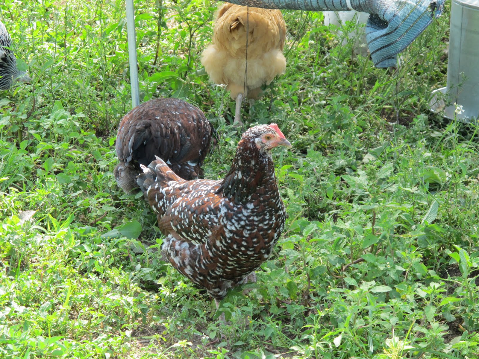 Culinary Types: Mother Hen