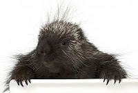 KIDS ZONE: Porcupines
