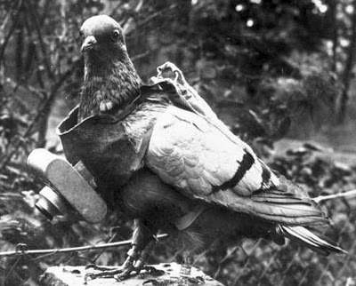 Discover Happiness: Pigeons in war