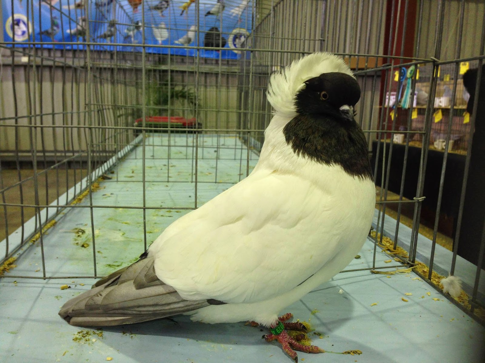 World of Pigeons and Doves: Nun Pigeon ( Englische Nonne )