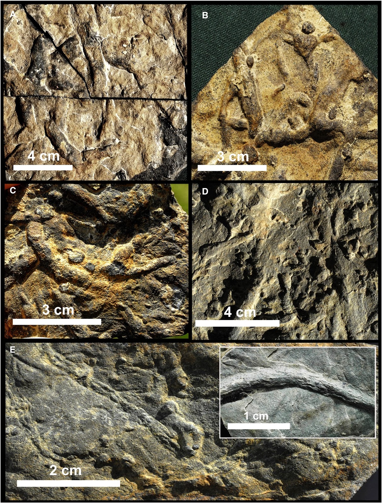 The Dragon's Tales: Implications of Meishucun-type Trace Fossils From ...