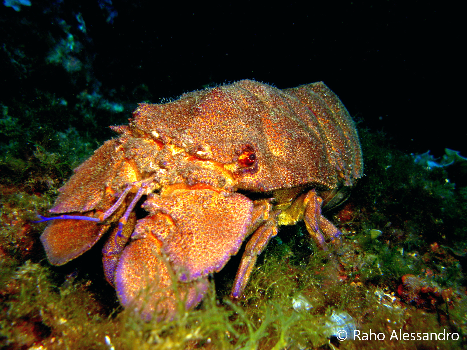 Necton e Plancton: Crostacei: Magnosa