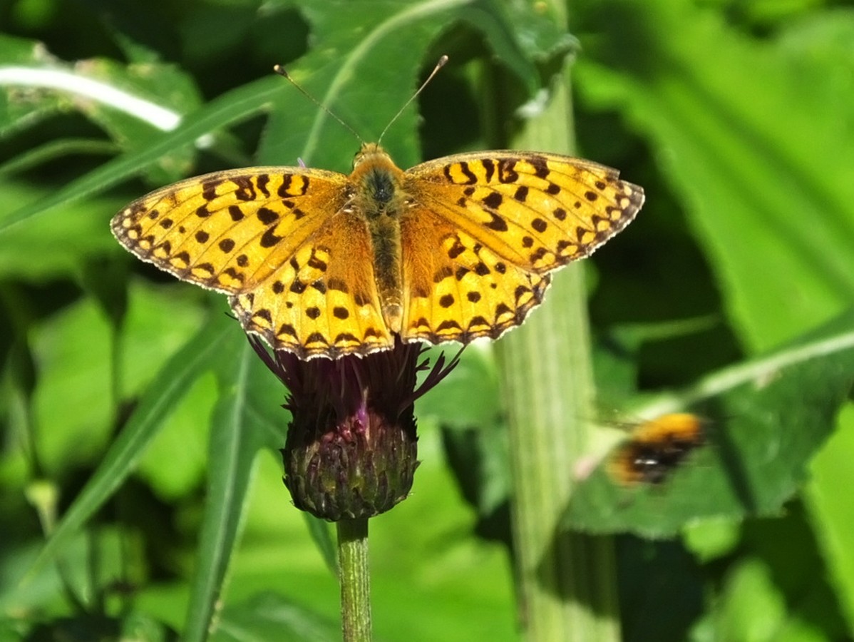 Saran mökissä ja puutarhassa: Perhosia