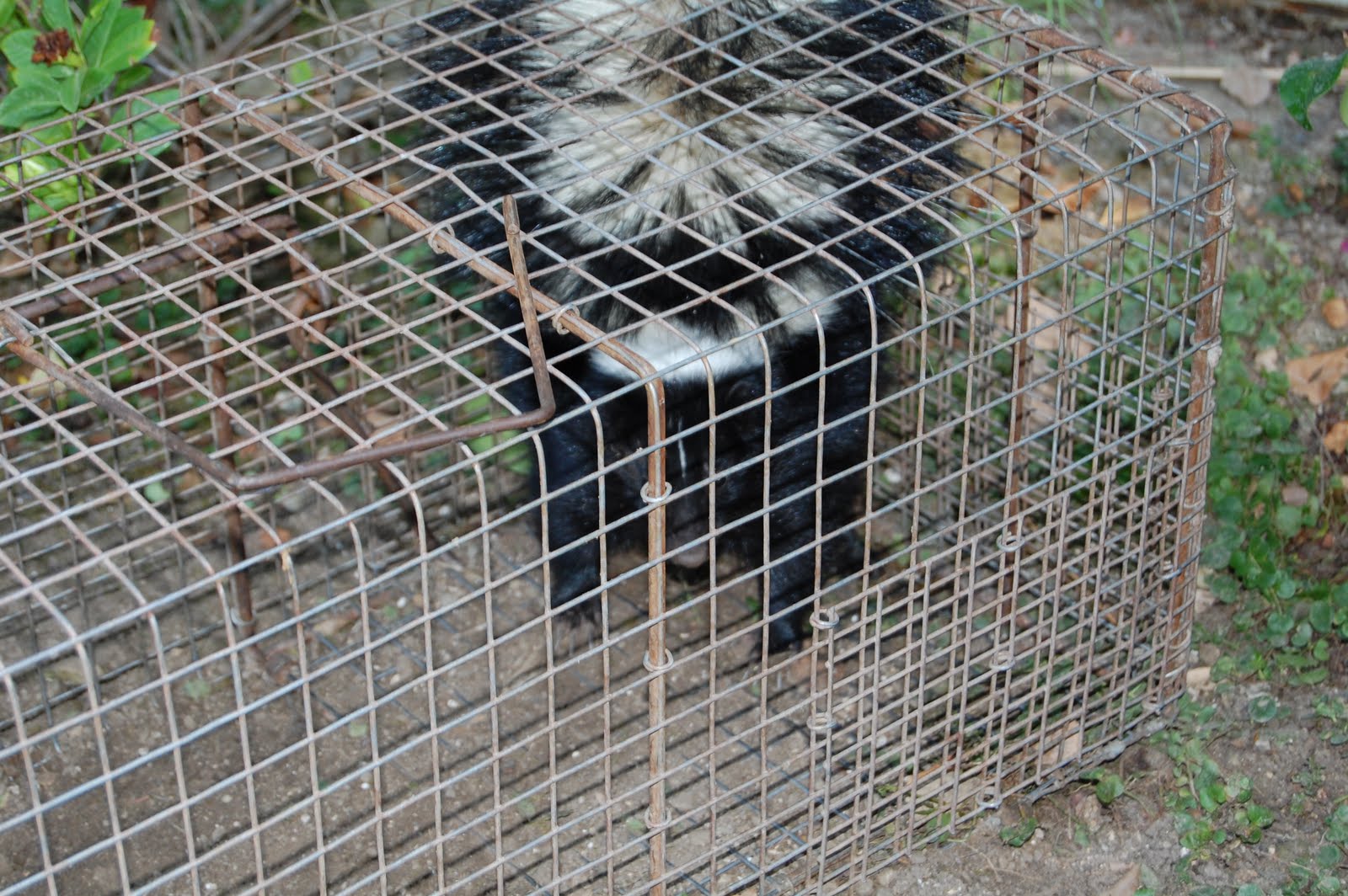 All City Animal Trapping: Hermosa Beach Skunk Control, Skunk Trapping ...