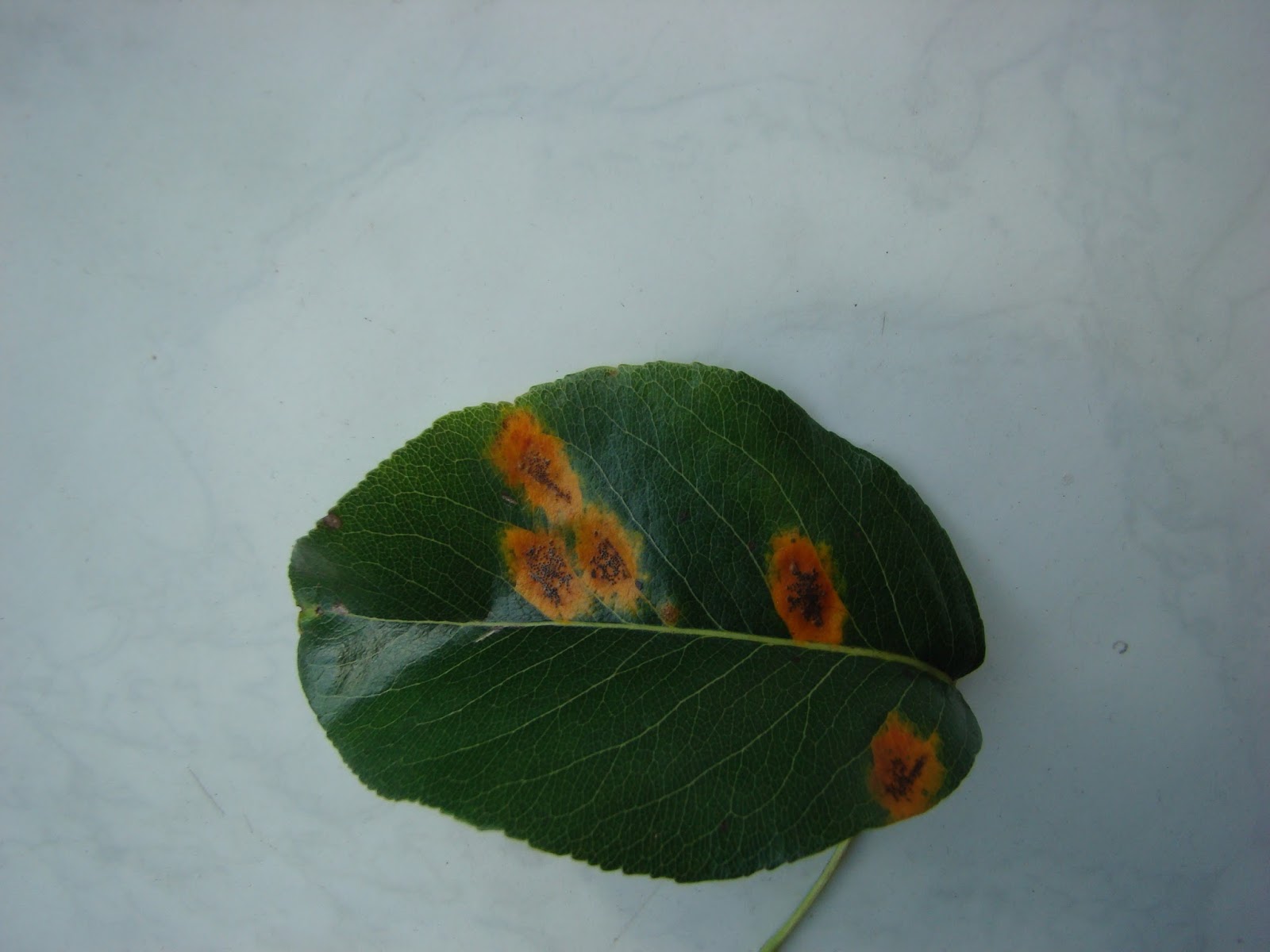 OAZA ZIELENI: Rdza gruszy - zwalczanie