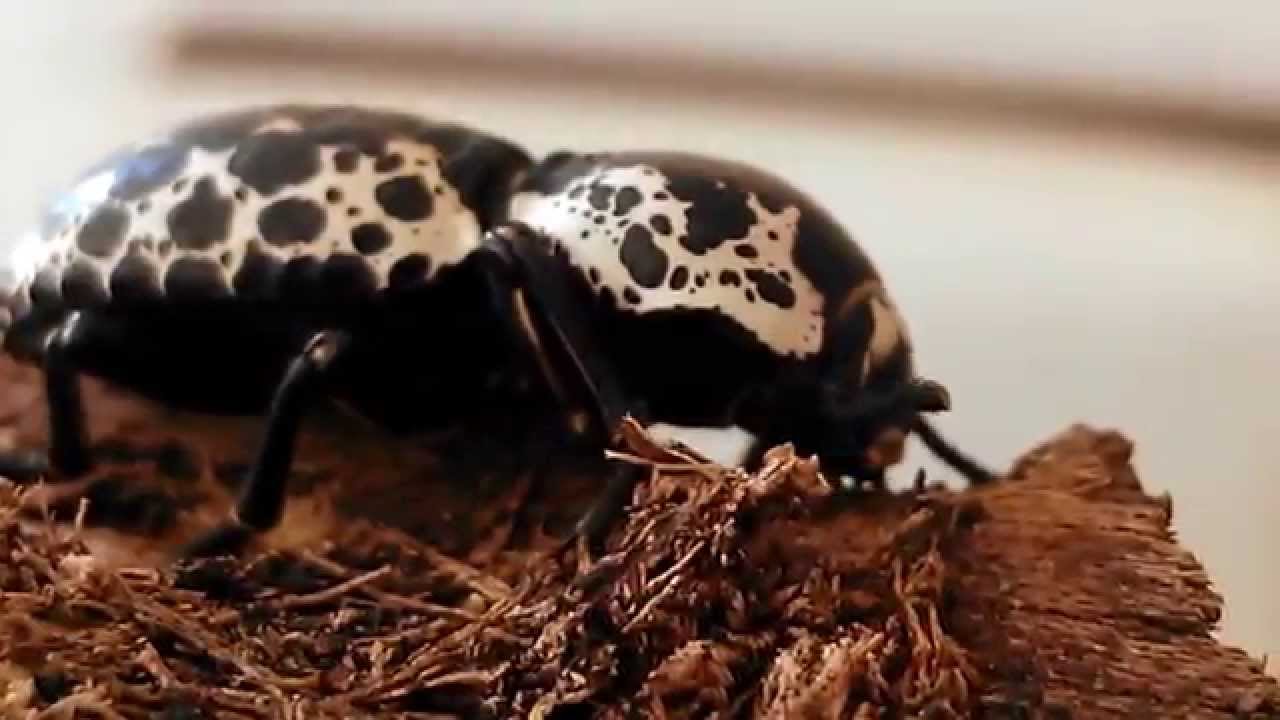 Municipio de Cacalchén: LA LEYENDA DEL MAKECH