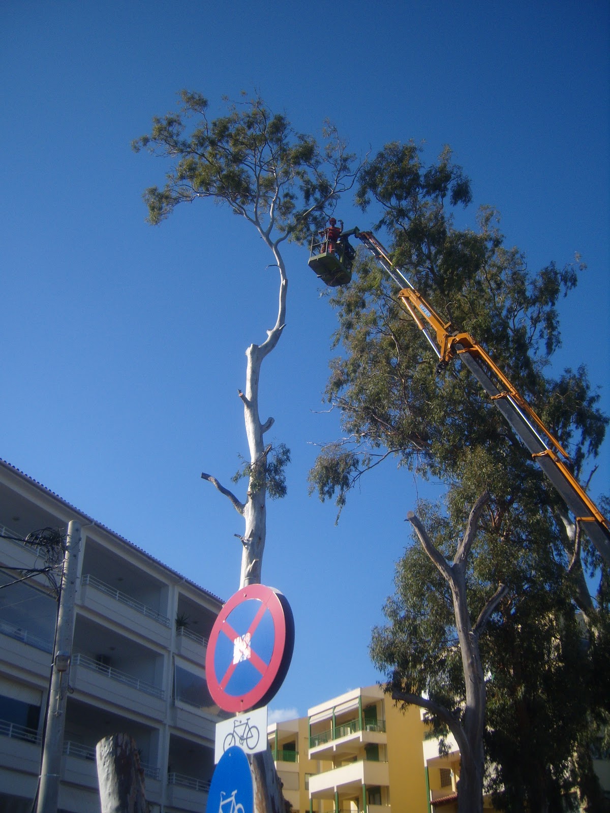 ΔΕΝΔΡΟ & ΤΕΧΝΗ ΚΛΑΔΕΜΑ ΚΟΠΗ ΚΑΘΑΡΙΣΜΟΣ ΔΕΝΤΡΩΝ.ΚΑΘΑΡΙΣΜΟΙ ΟΙΚΟΠΕΔΩΝ.