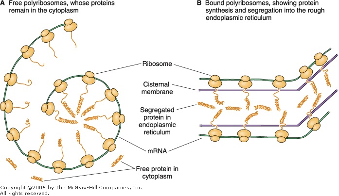De Histology: Ribosomes