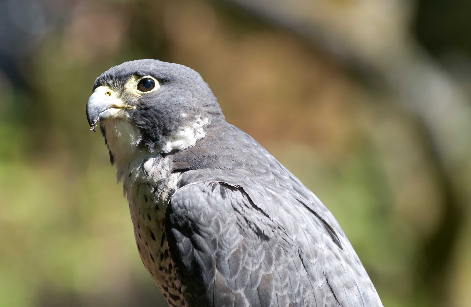 Alasdair Turner Photography: Animals and Birds of Washington's Alpine ...