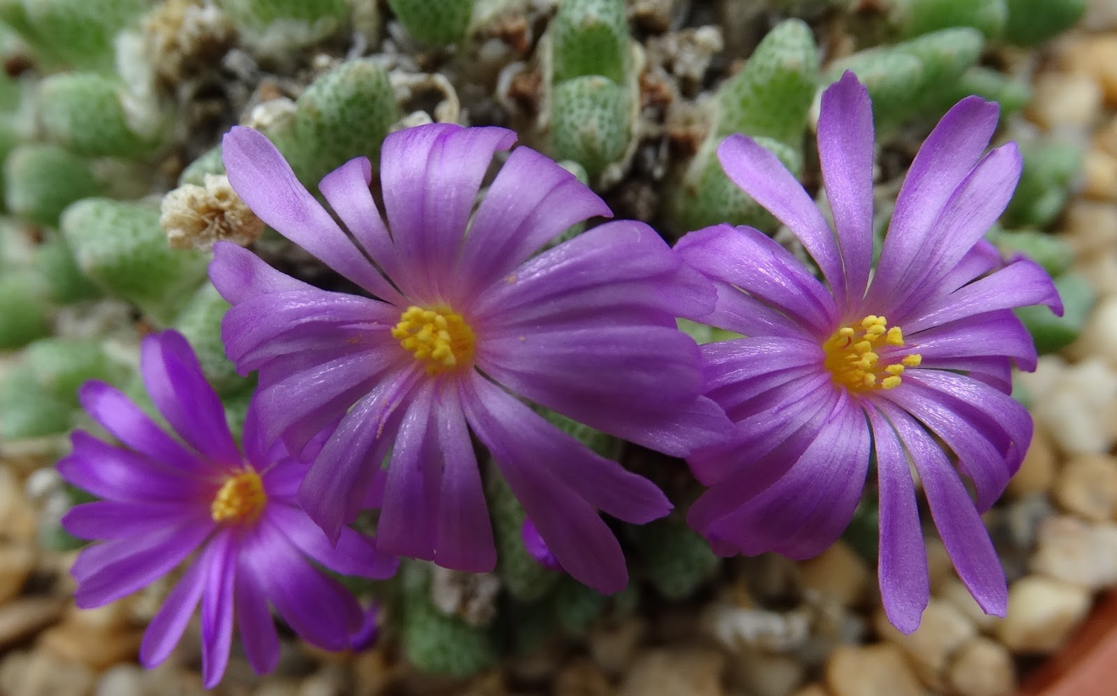 Succulent Sundae: CONOPHYTUM MARGINATUM LITTLEWOODII