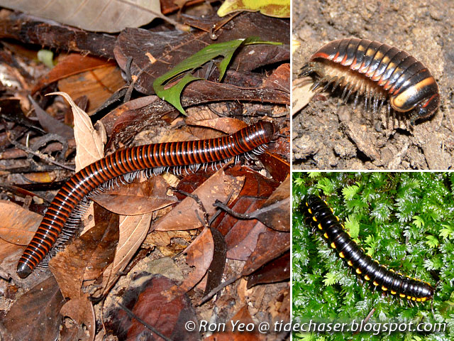 tHE tiDE cHAsER: Arthropods (Phylum Arthropoda) of Singapore