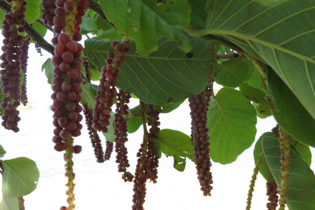 Ciencias naturales: junio 2016