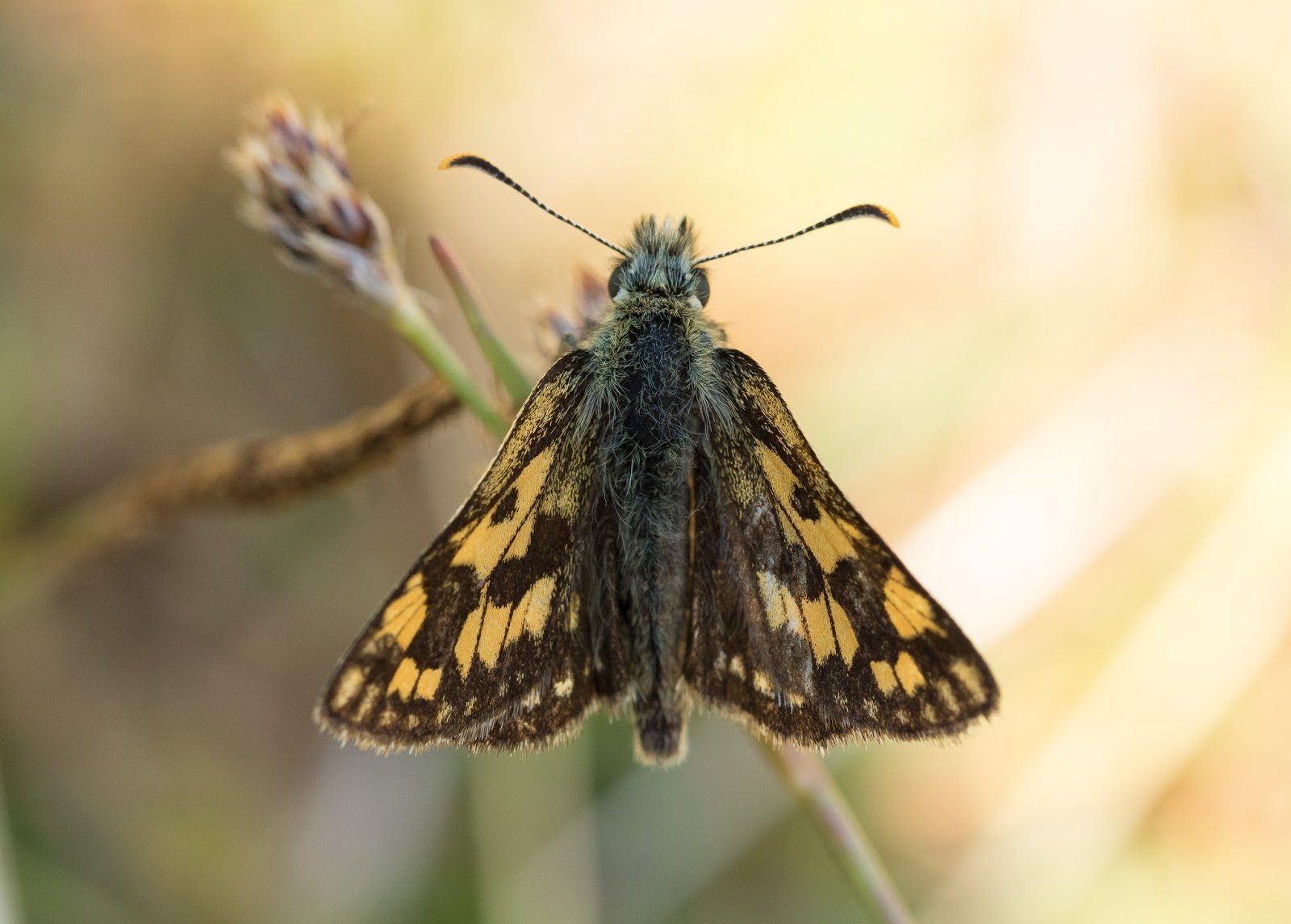 Pixie Birding: Checkmate - Chequered Skippers at Glasdrum Wood, Fort ...