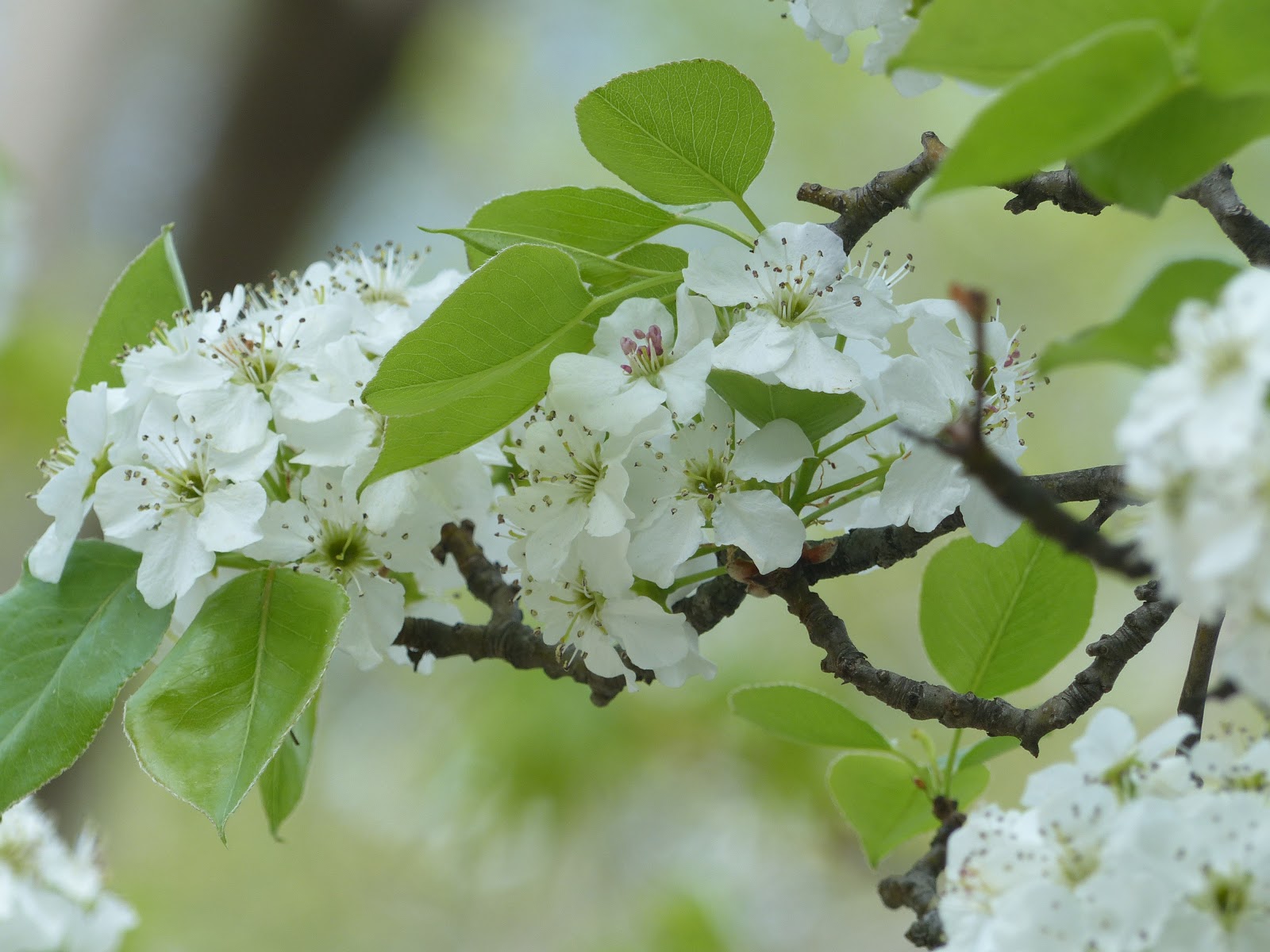 DOGWOOD: Flowering pear tree