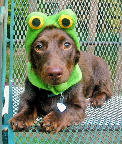 Dress Up Dogs: Frog Dogs!