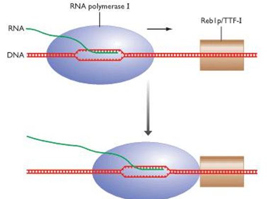 Kurniawan Berbagi: Biologi : Sintesis Protein