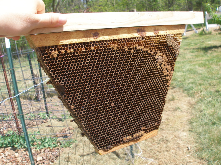 Thy Hand Hath Provided: Transferring Langstroth Nucs to Top Bar Hives