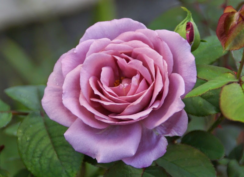 Organic Garden Dreams: October Roses
