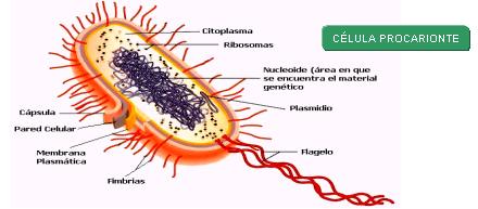BioMarinete: Célula Procarionte