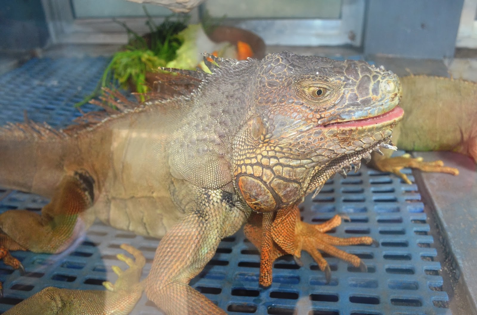 Exploring Davao City: Davao Crocodile Park