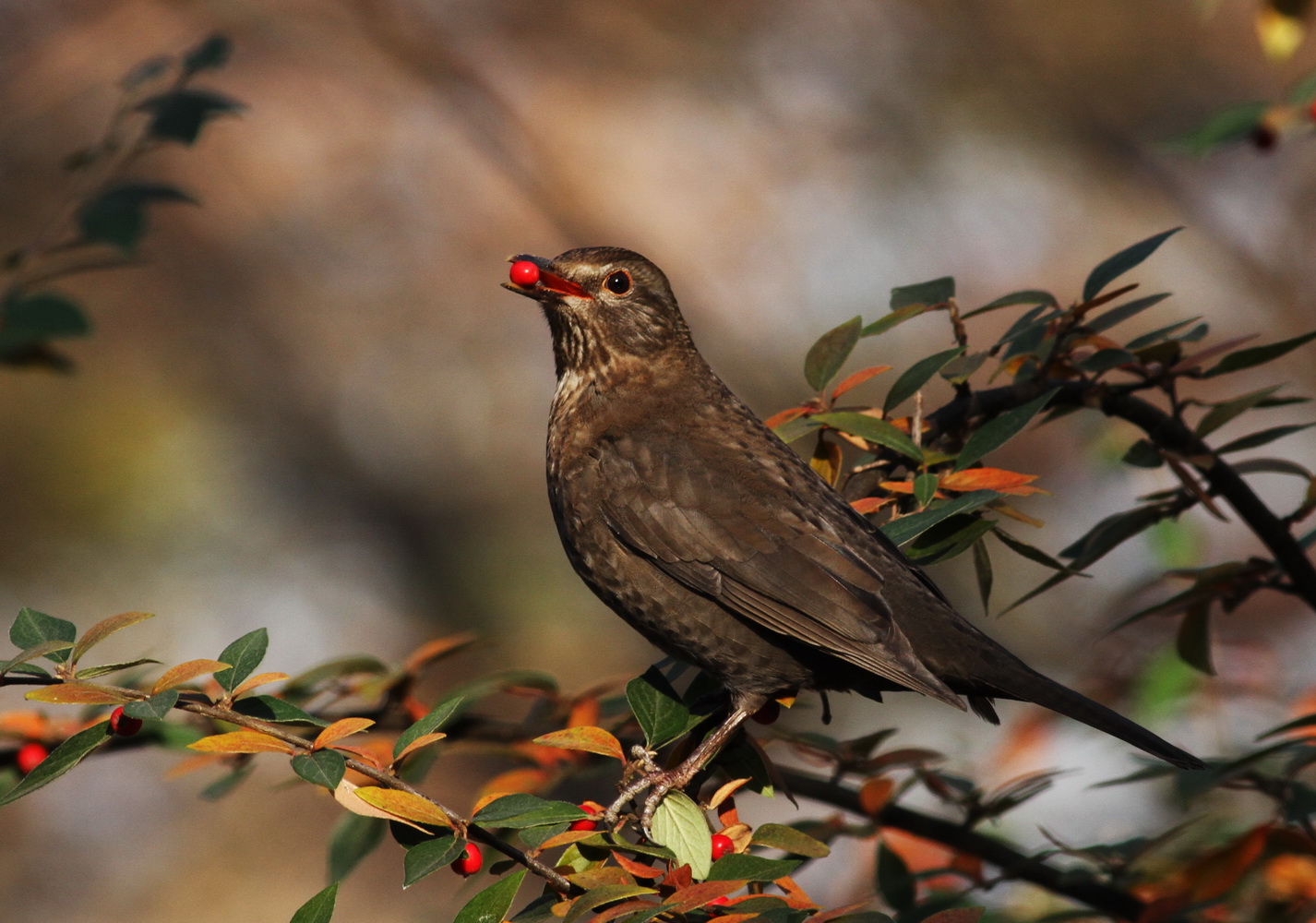 Kilometer G 0945: DROZDY SLOVENSKA