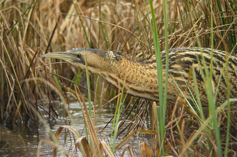 Cercetează: Buhaiul de balta (Botaurus stellaris)+Imagini