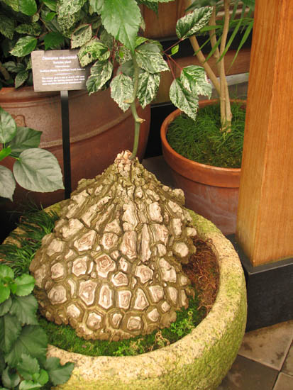 The Daily Plant: No yams, no Pill