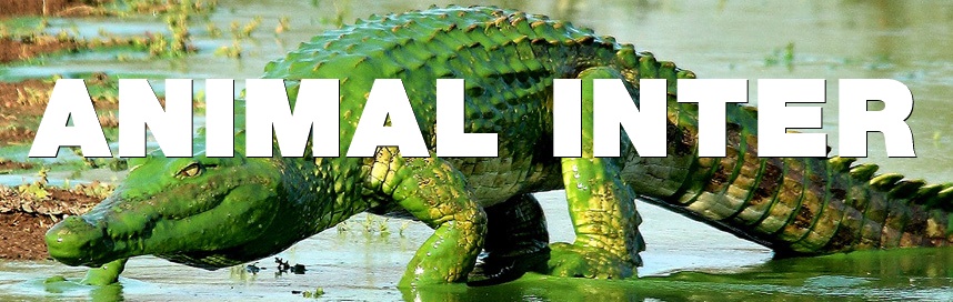 ANIMAL INTER