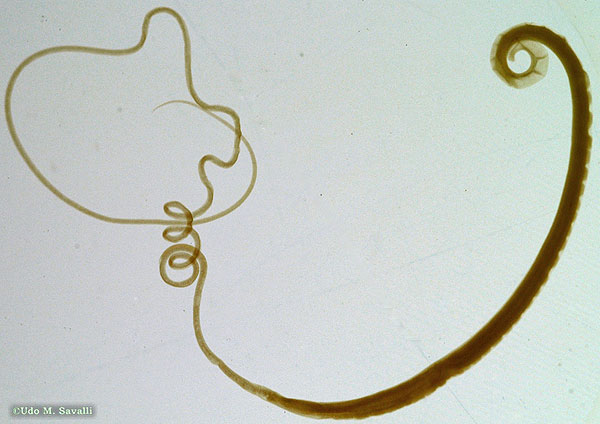 Don Mangus' "It Only Hurts When I Smirk.": Opinion: An Immune Disorder ...