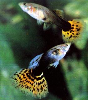 ORNAMENTAL FISH AQUARIUM: The Guppy Fish