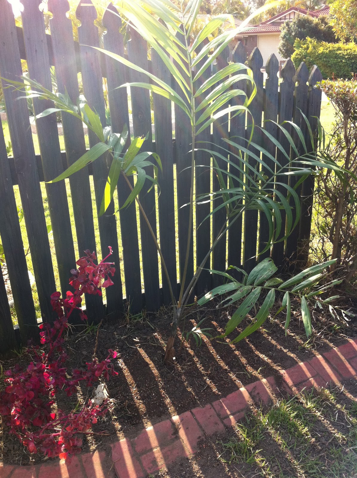 Brisbane Backyard in the 'burbs: The Blue Cane Palm project (Dypsis ...