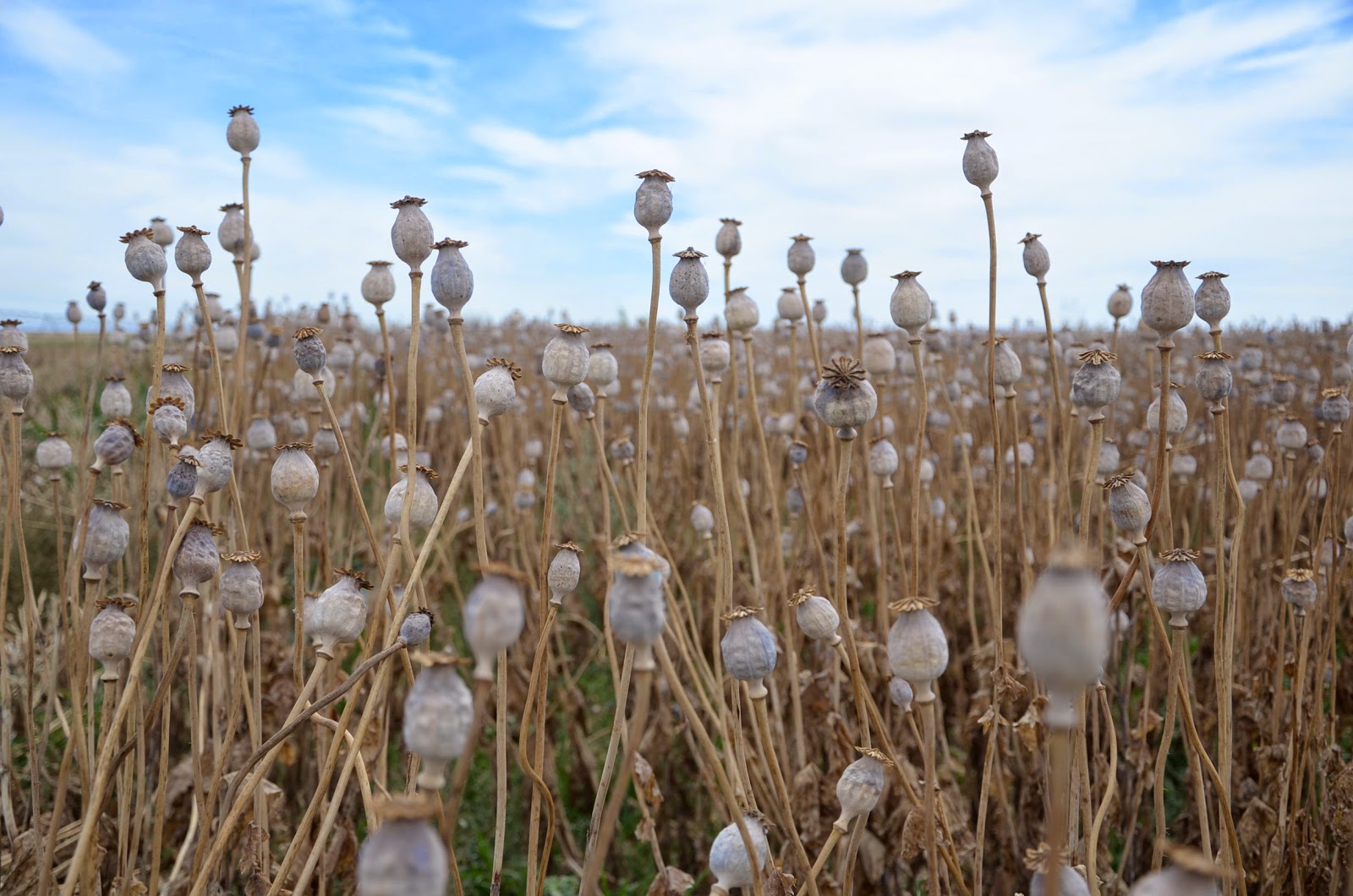 Harvesting opium poppy