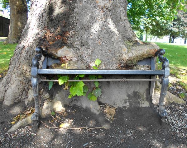 The Hungry Tree in the King's Inns - Moss Reid's Places