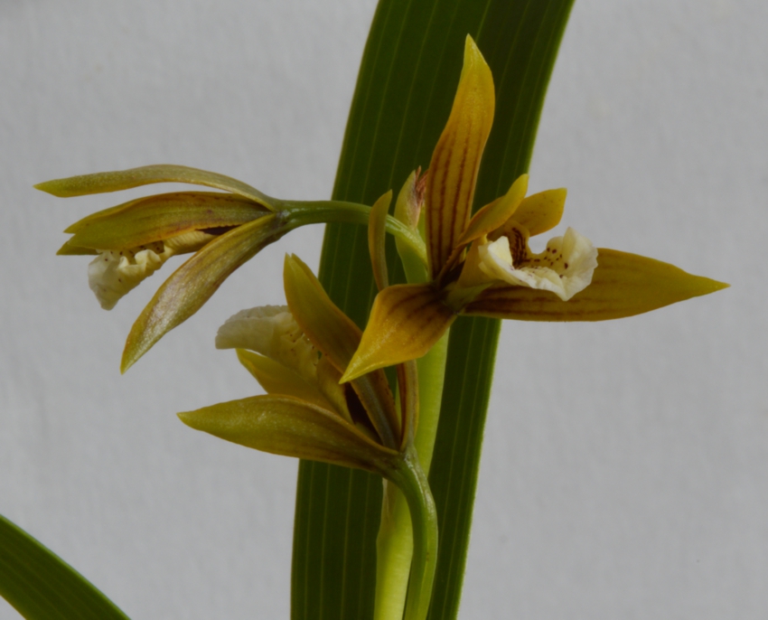 Asociación Jalisciense de Orquideología: Descripciones de Plantas (O a P)