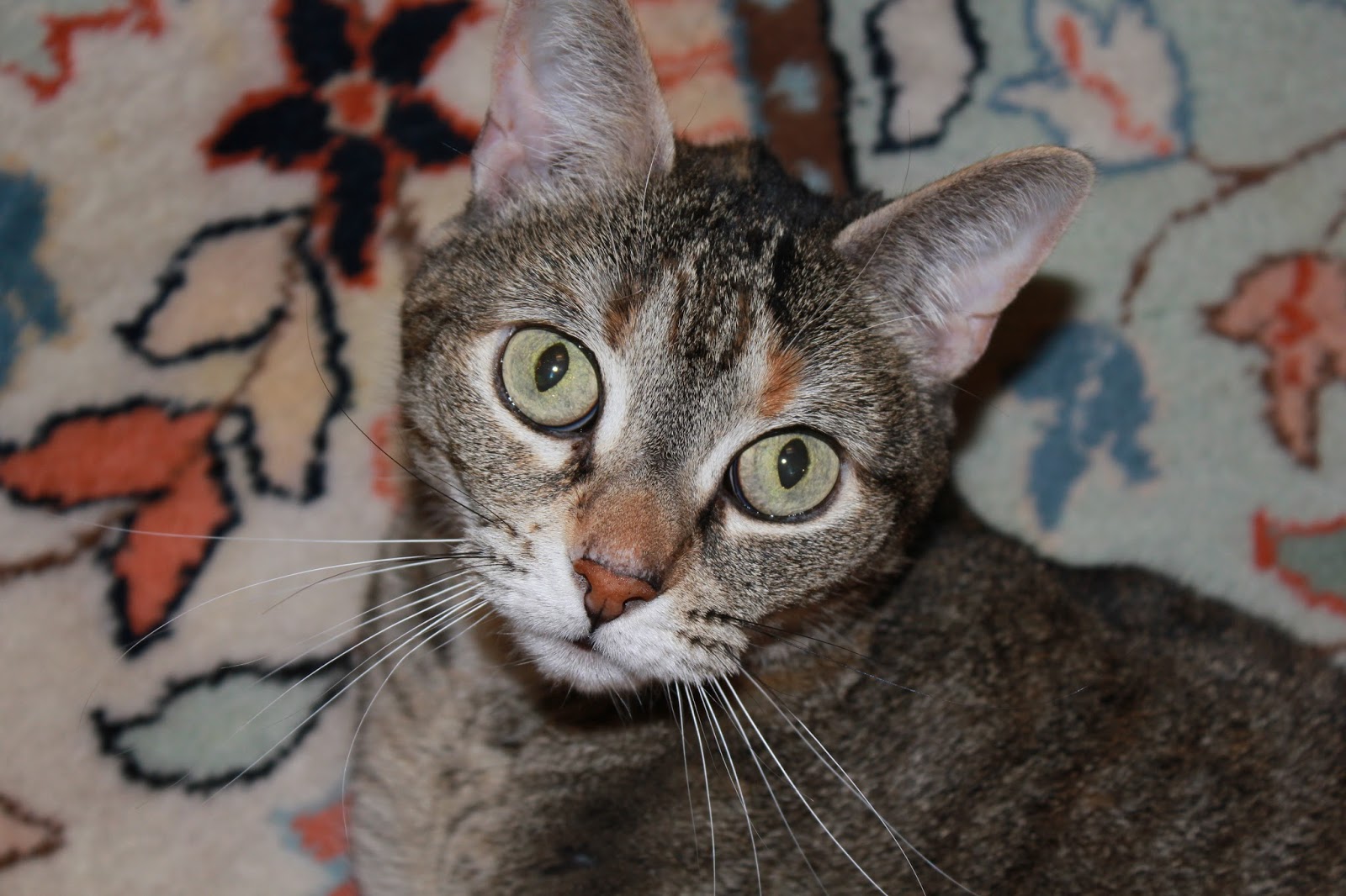 WidowSphere: A Circle of Hope: Our Vet by Toby and Tiki