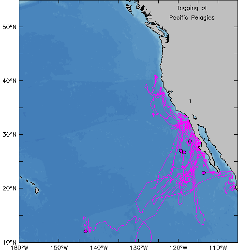 Satellite Tagging for Shark Conservation: Satellite Tagging for Shark ...