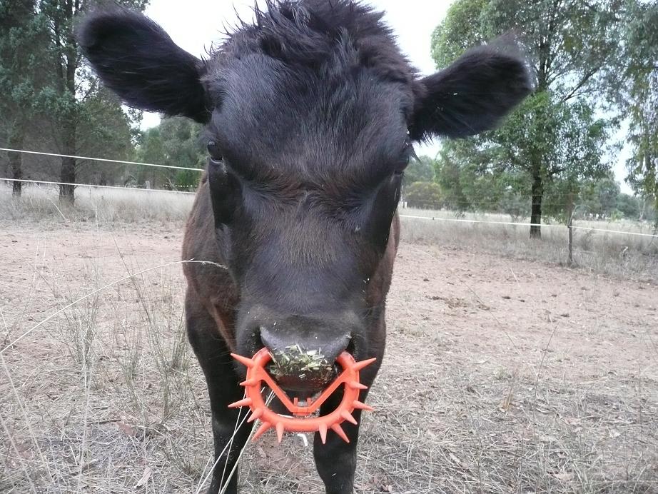 Oaklands - A Vertical Learning Curve