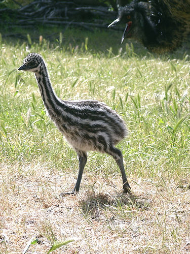 Estudo dos Animais: ANIMAIS-EMA OU EMU