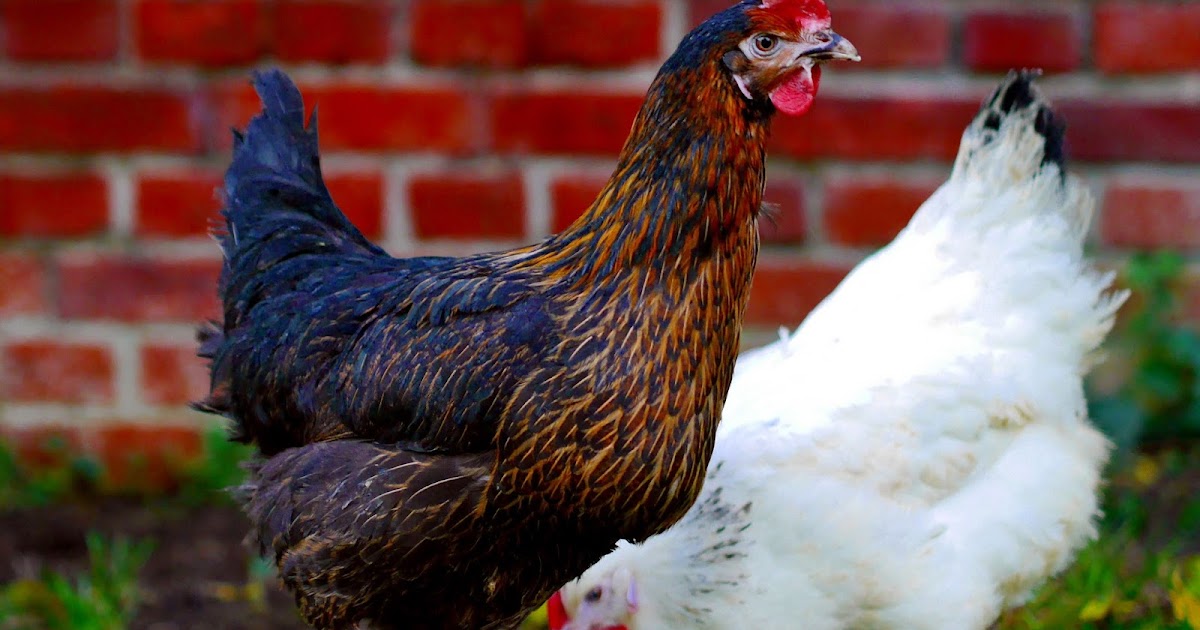 Hühnerinfo über private Hühnerhaltung und Hühnerrassen: Bovan