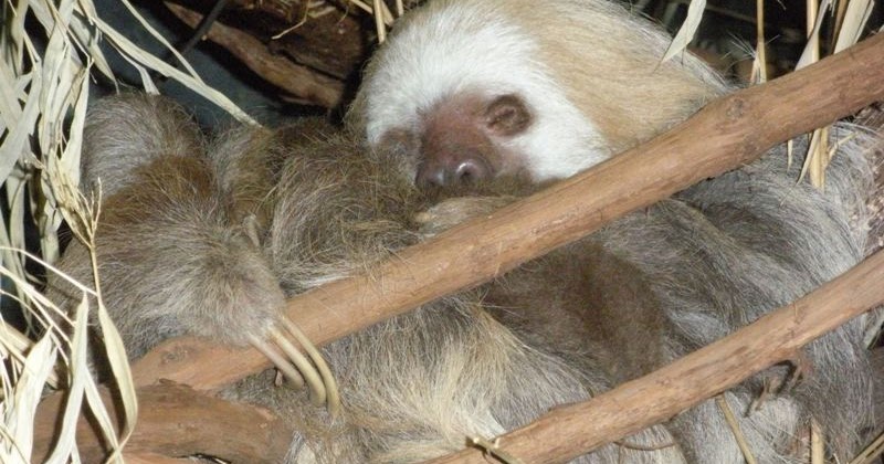 The Zoo Review: Hanging Out With Sloths