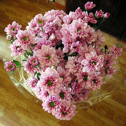 Gribu Mieru: Bunga Aster