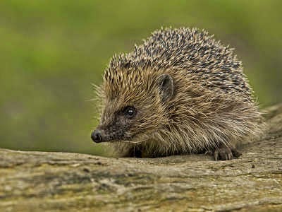 Depois Falamos: Ouriço Cacheiro