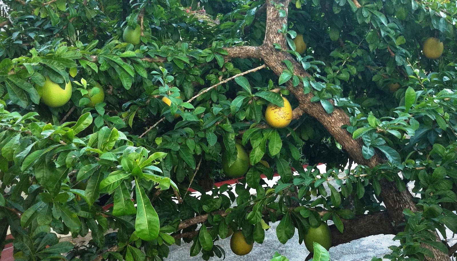 Food, Art & Caribbean: Saint Lucia, Mango, TAO and the bodyholiday LeSPORT