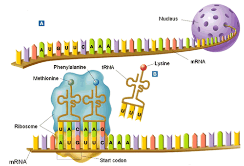 Apa Itu DNA? - GIPeng