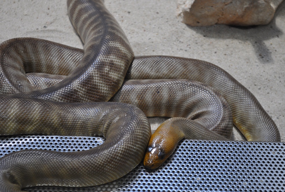 ZOOTOGRAFIANDO (6.100 ANIMALS): PITÓN DE RAMSAY / RAMSAY´S PYTHON ...