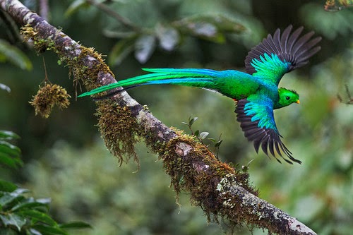 Quetzal: el ave simbolica