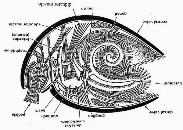 The Echinoblog: Because Brachiopods-that's why! 5 Things to know about ...
