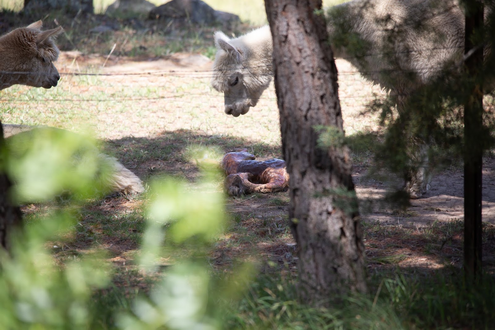 Small Farming: Alpaca Birth Sequence (time and images)