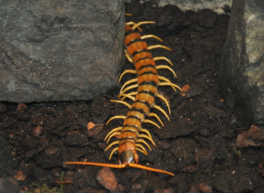 ZOOTOGRAFIANDO (MI COLECCIÓN DE FOTOS DE ANIMALES): ESCOLOPENDRA ...