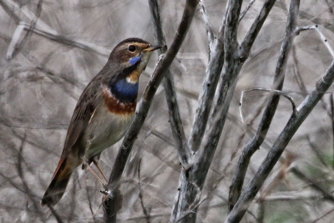 Voando na Natureza: Pisco-de-peito-azul